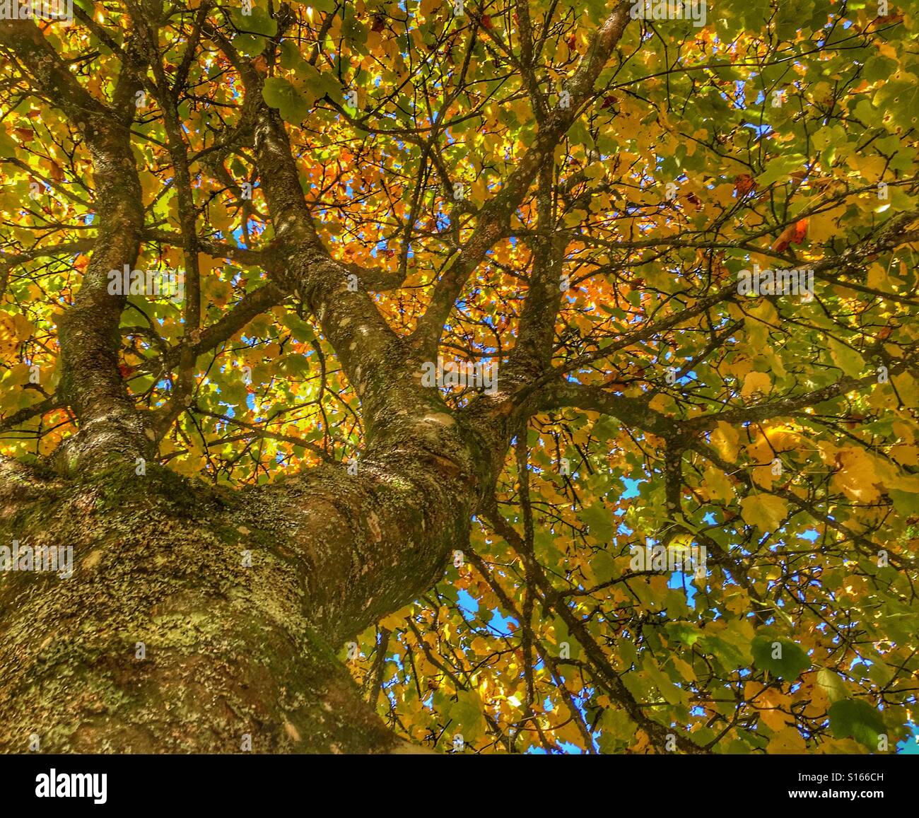 Sunlight on tree in autumn. Low angle Stock Photo - Alamy