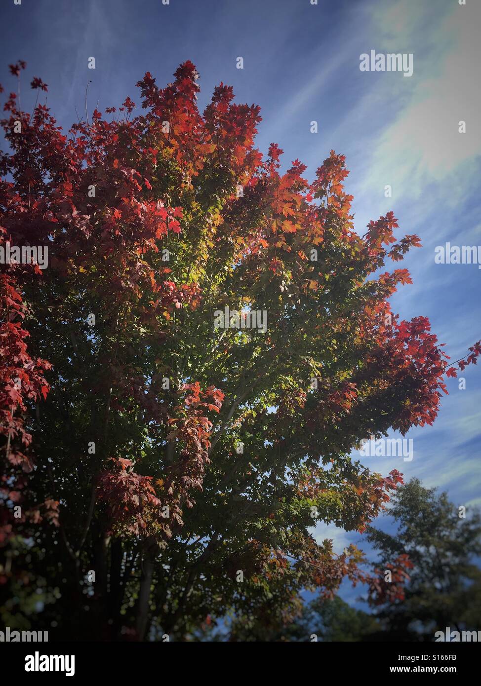 Tree turning colors hi-res stock photography and images - Alamy