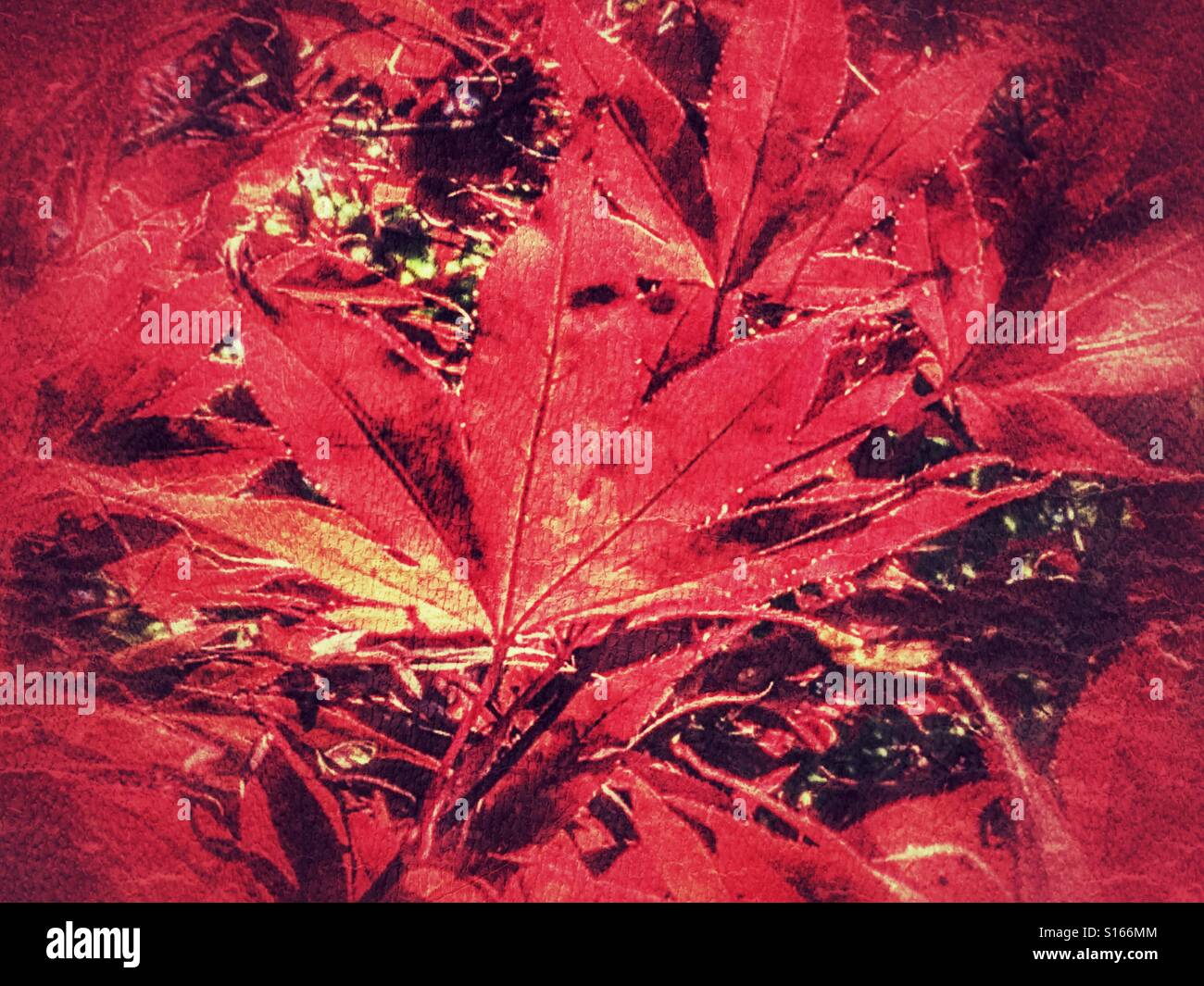 Red maple leaf Stock Photo - Alamy