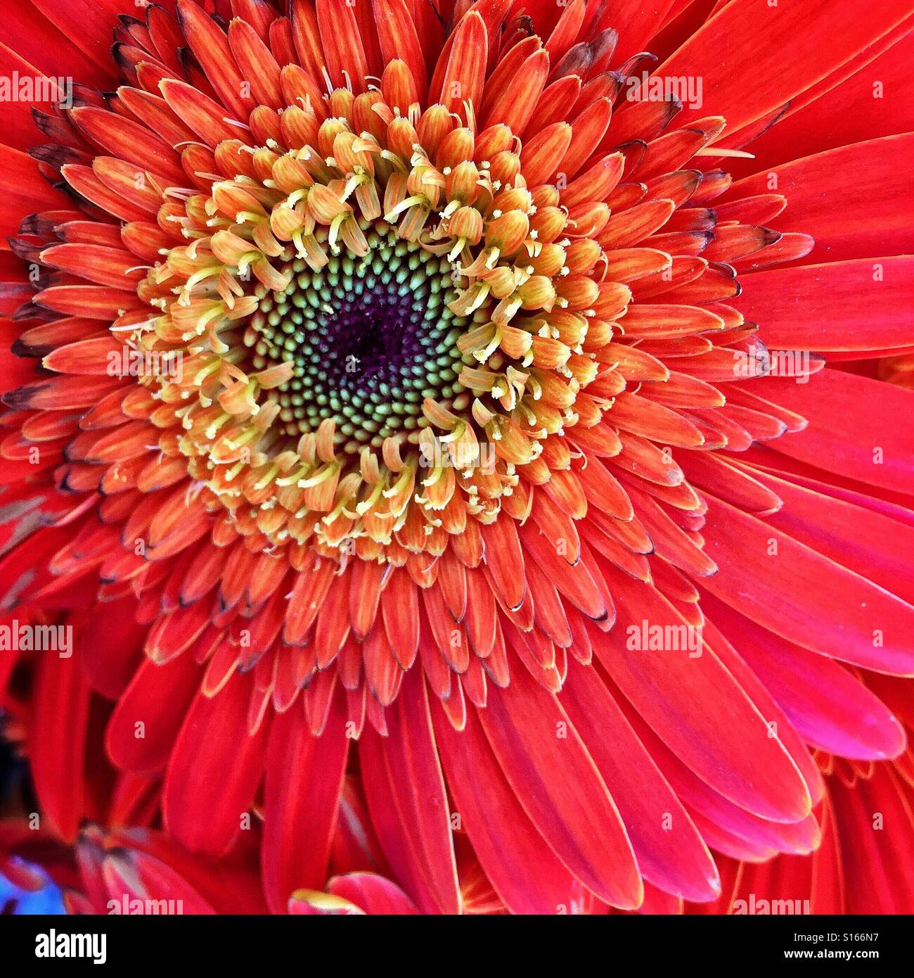 Gerbera leaves hi-res stock photography and images - Alamy
