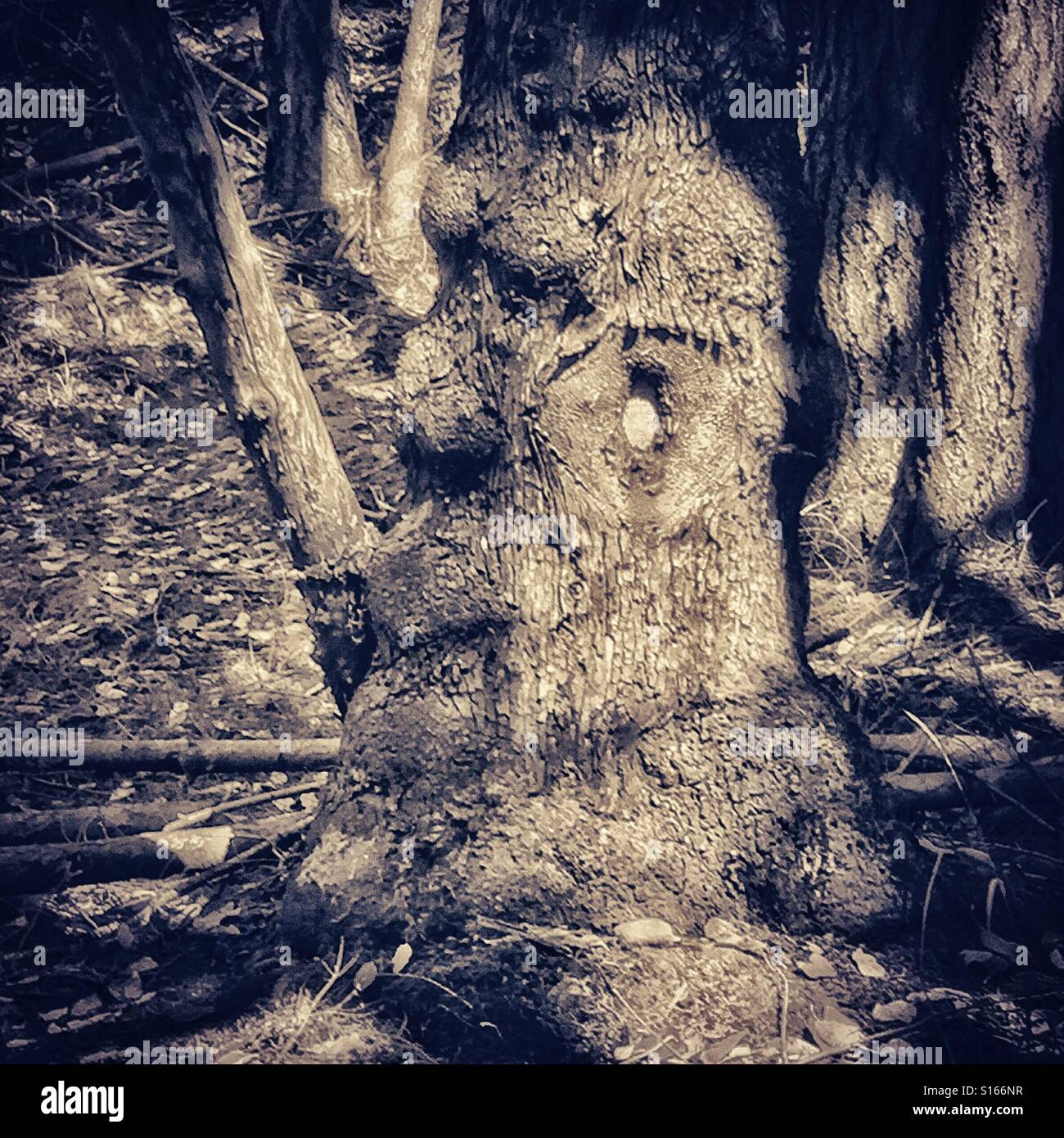 Human features hi-res stock photography and images - Alamy