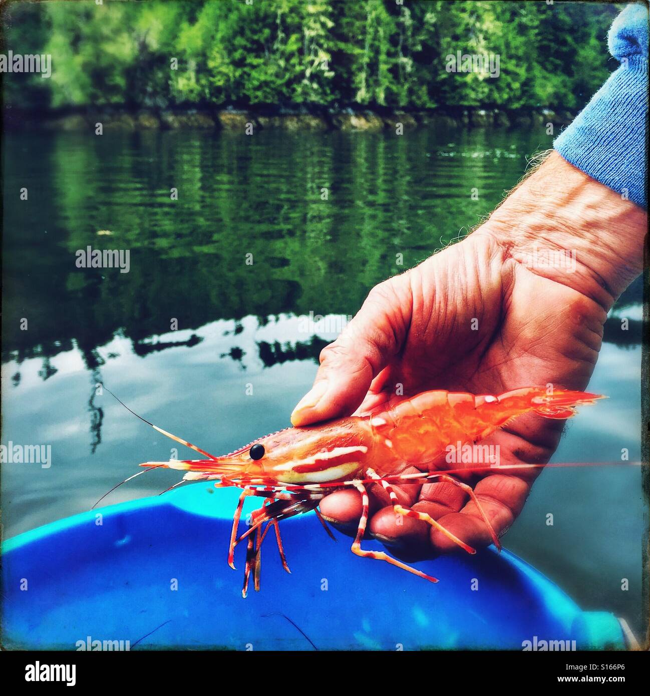 A man's hand holds a large freshly caught prawn over a blue bucket in ...