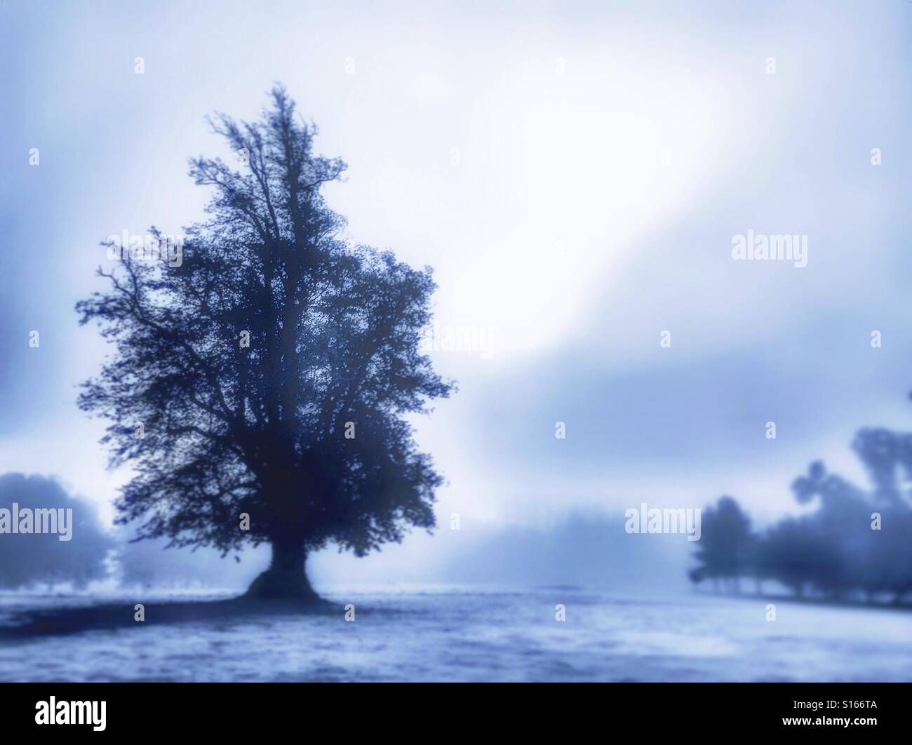 Mist and trees Stock Photo - Alamy