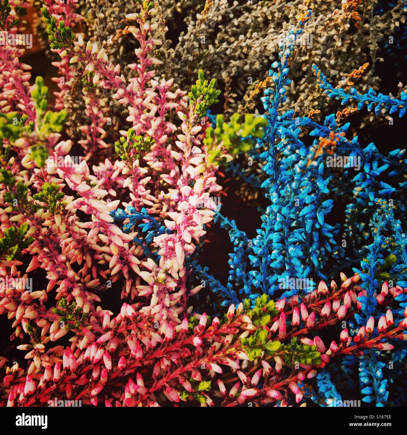 Colourful plants hi-res stock photography and images - Alamy