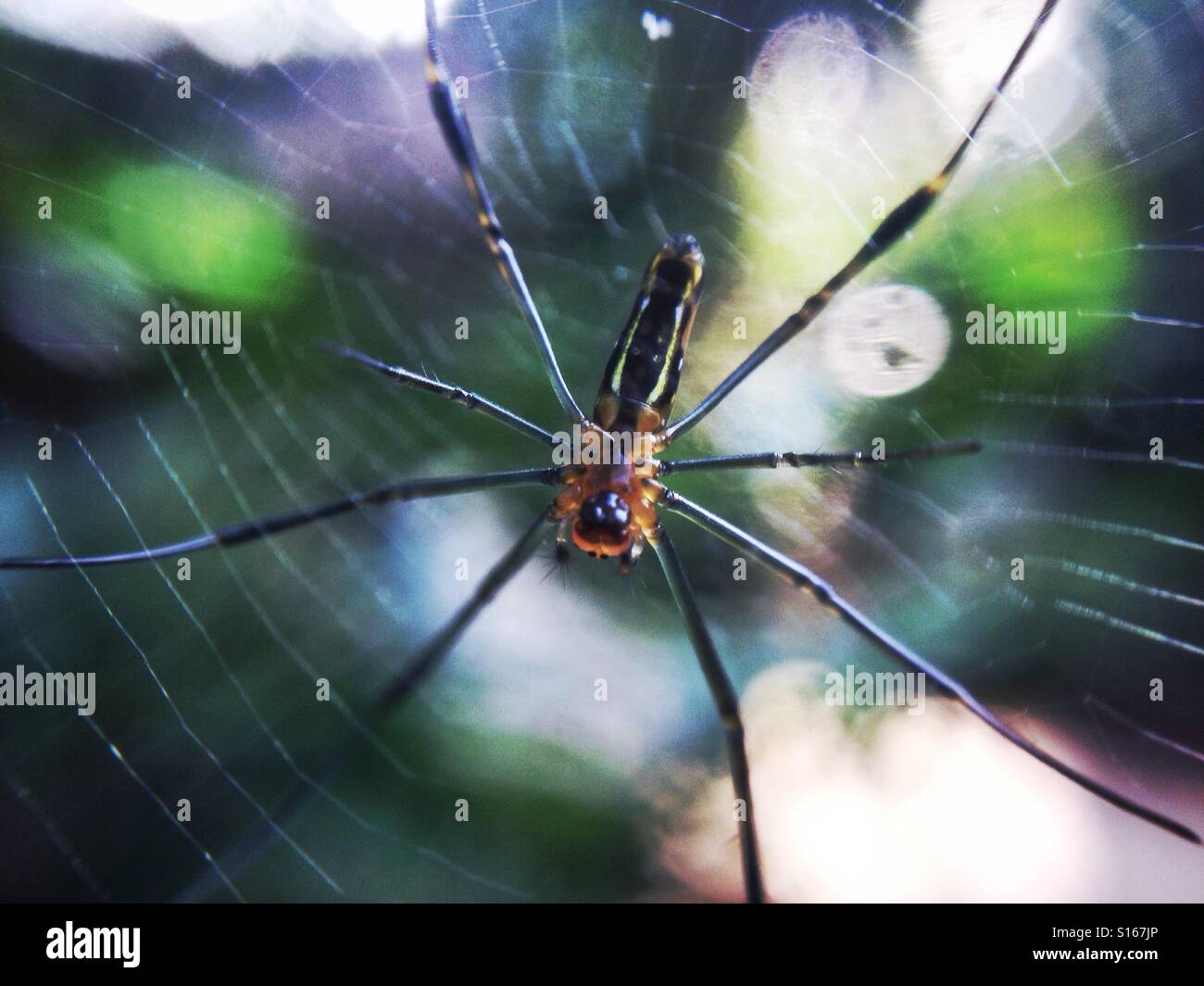 Insect web hi-res stock photography and images - Alamy