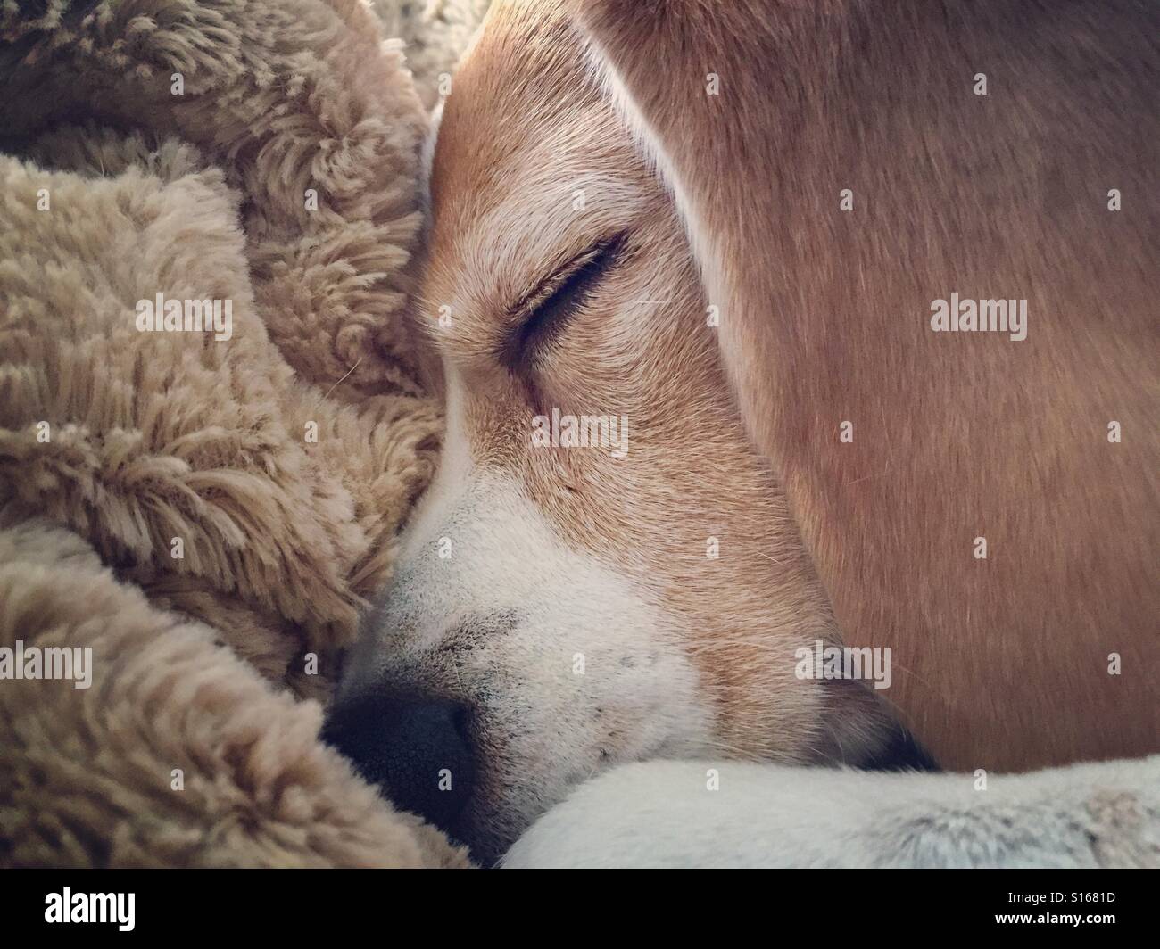Sleeping Beagle High Resolution Stock Photography and Images - Alamy