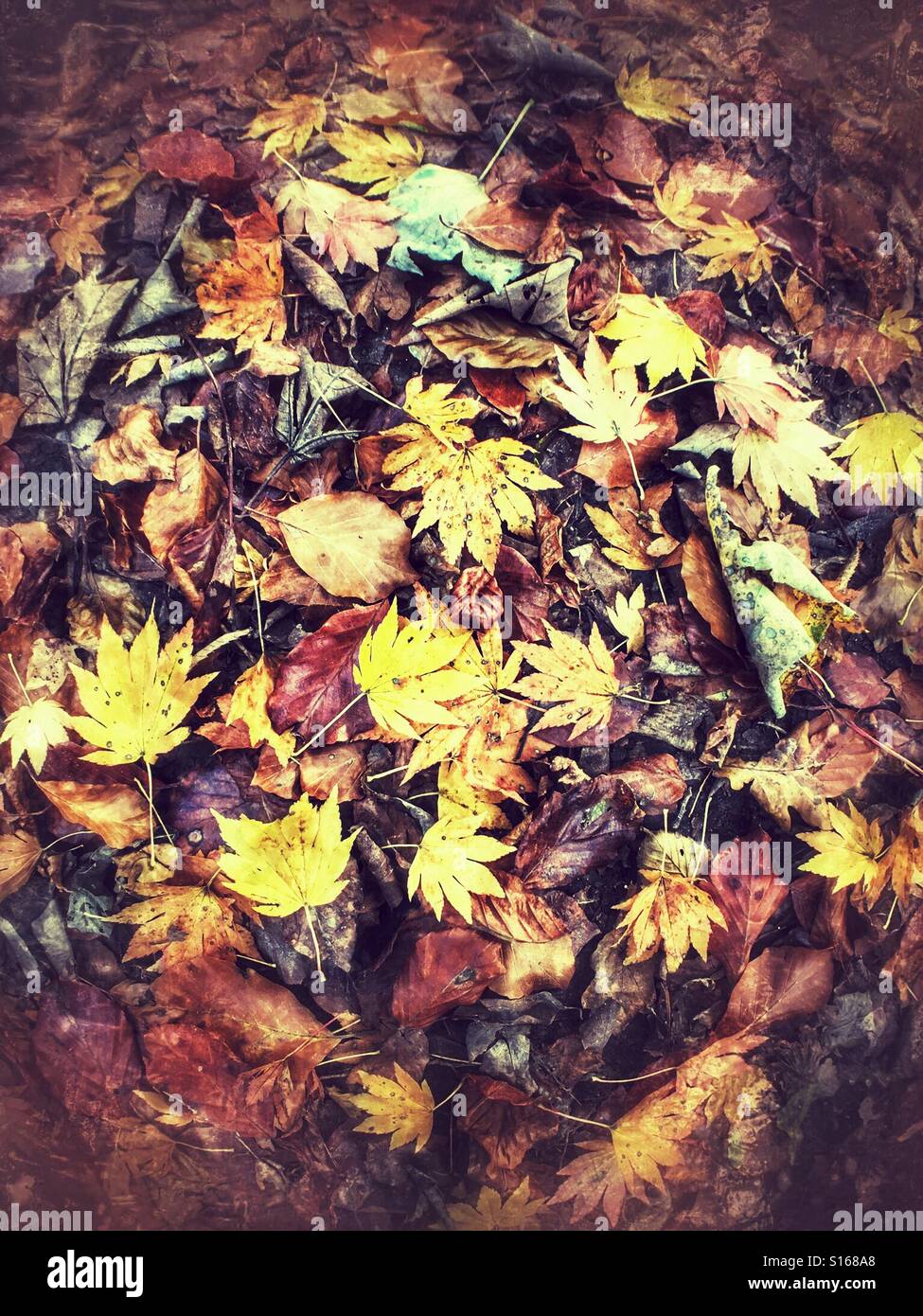 Leaf Fall Carpet Leaves High Resolution Stock Photography and Images ...