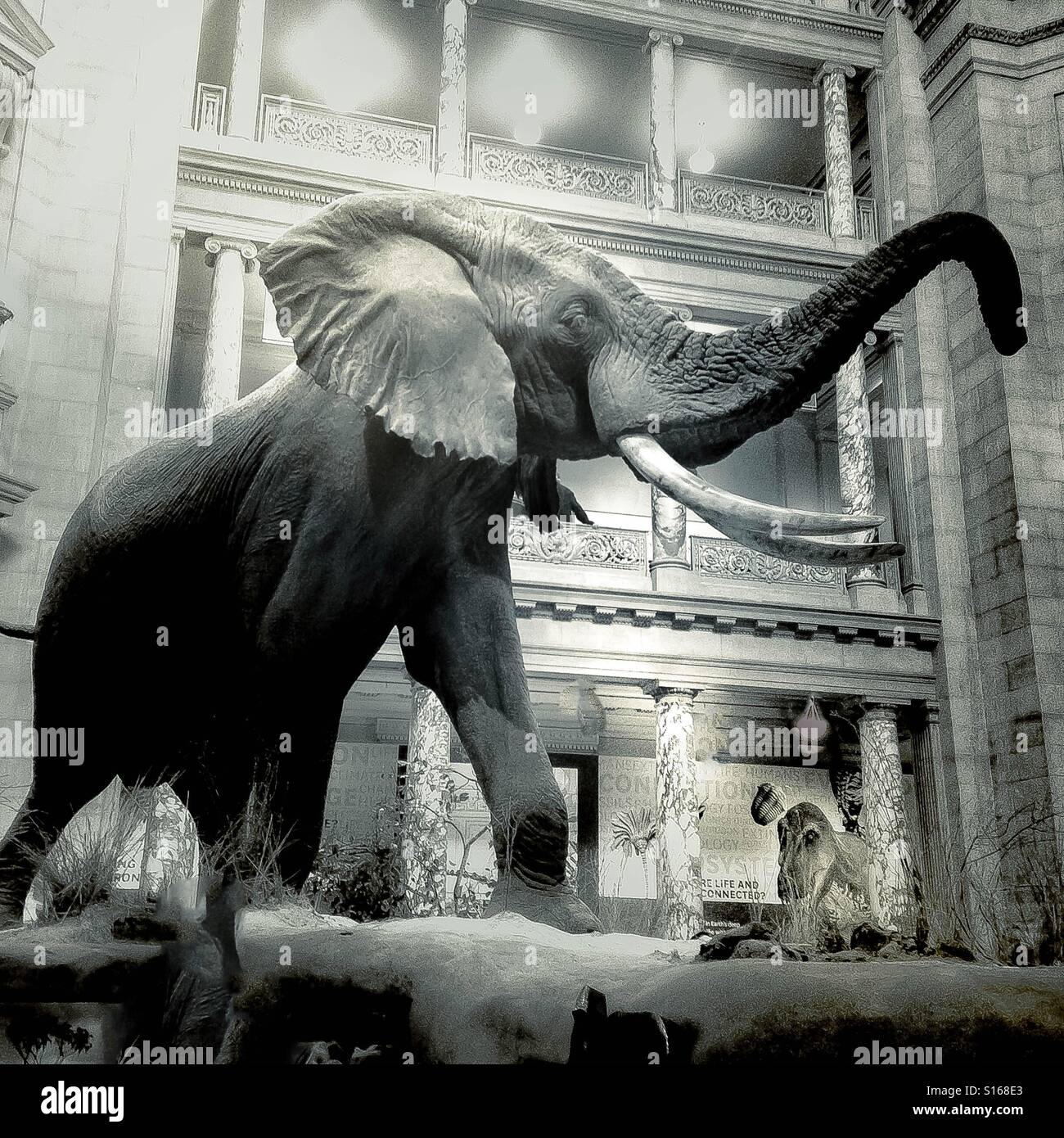 Elephant museum hi-res stock photography and images - Alamy