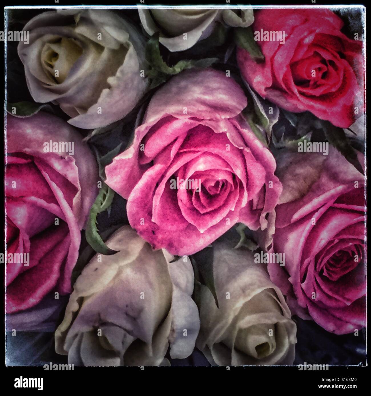 Bunches of pink roses hi-res stock photography and images - Alamy