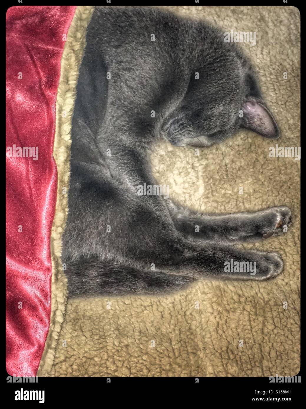 Snuggle cat hi-res stock photography and images - Alamy