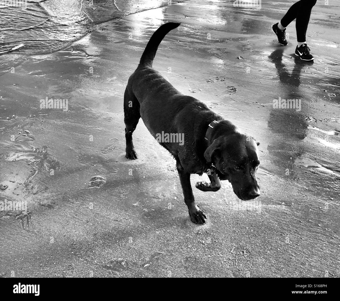 Walking a black Labrador on the beach Stock Photo - Alamy