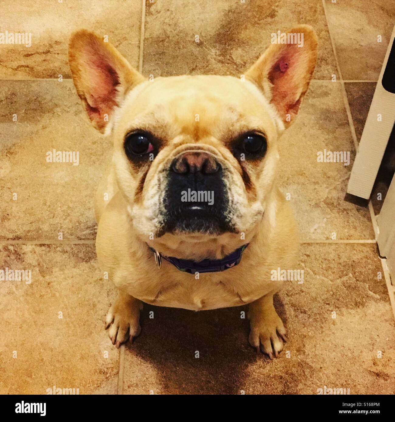 Frenchie hi-res stock photography and images - Alamy