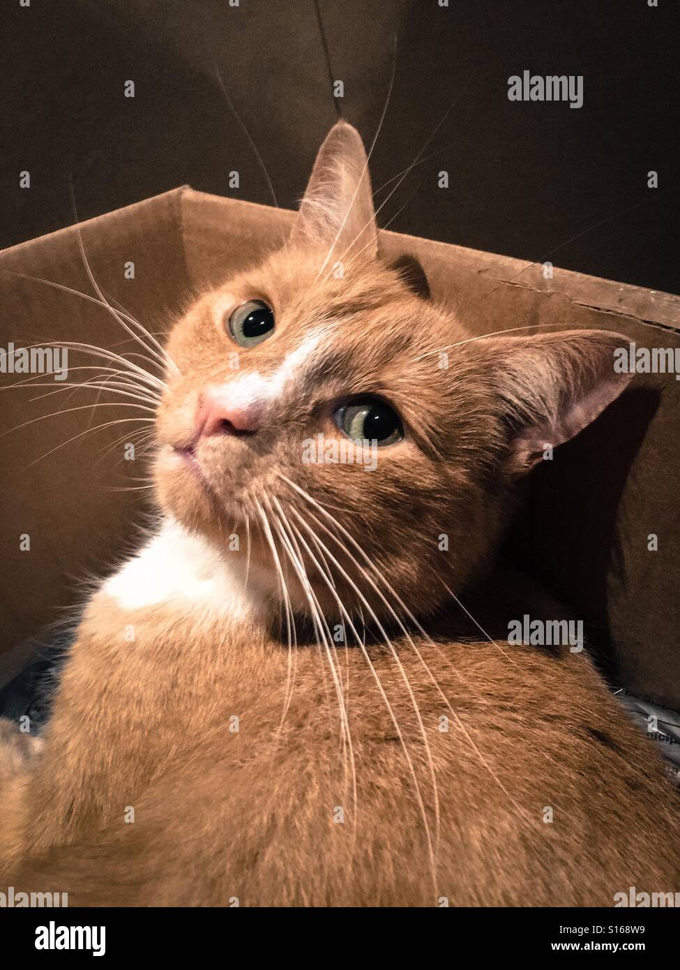 Ginger cat sleeping in bed hi-res stock photography and images - Alamy