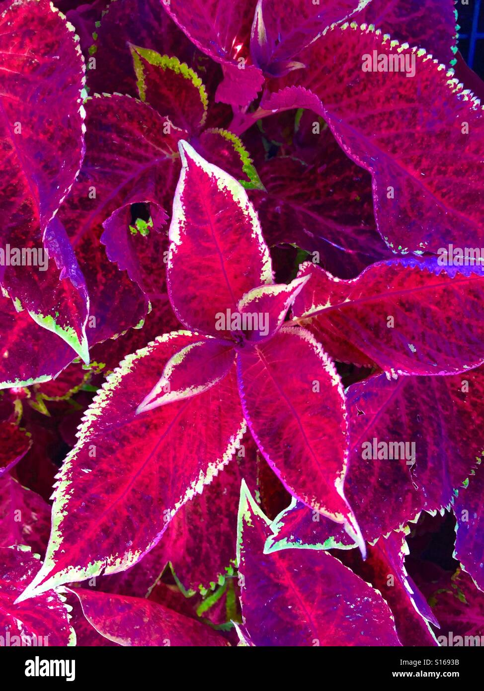 Red leaves plant hi-res stock photography and images - Alamy