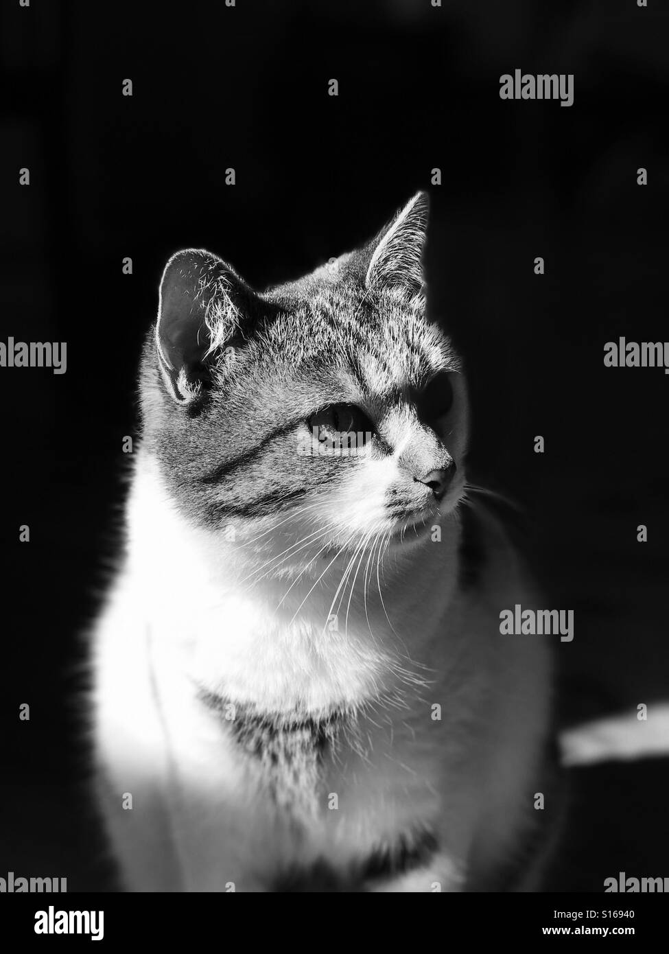 A cat looking into the distance Stock Photo - Alamy