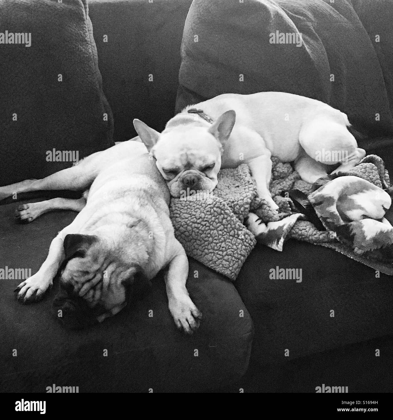Lazy pug hi-res stock photography and images - Alamy