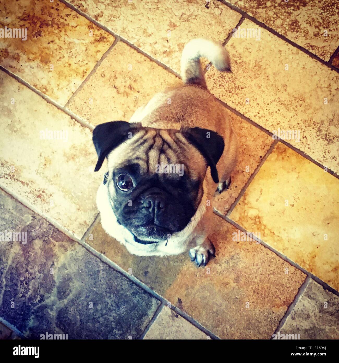 Can A Dog Survive With One Eye