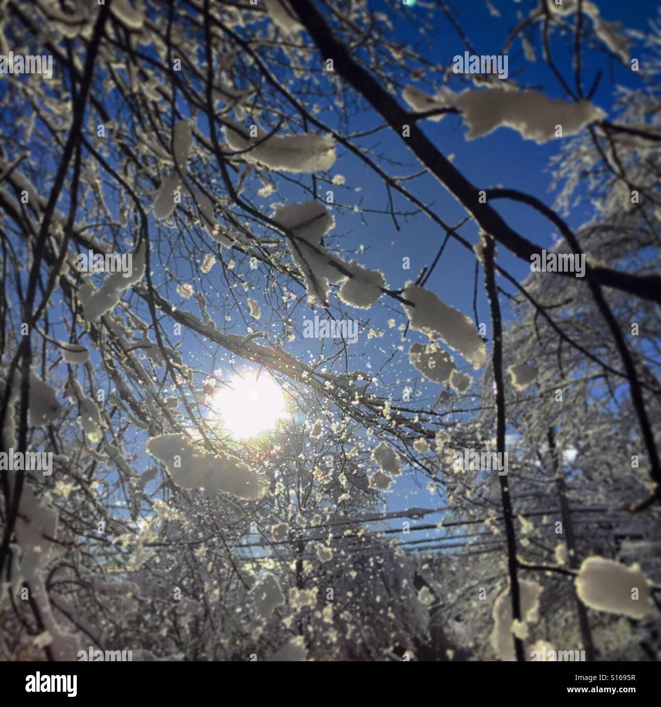 Snow falling off tree hi-res stock photography and images - Alamy