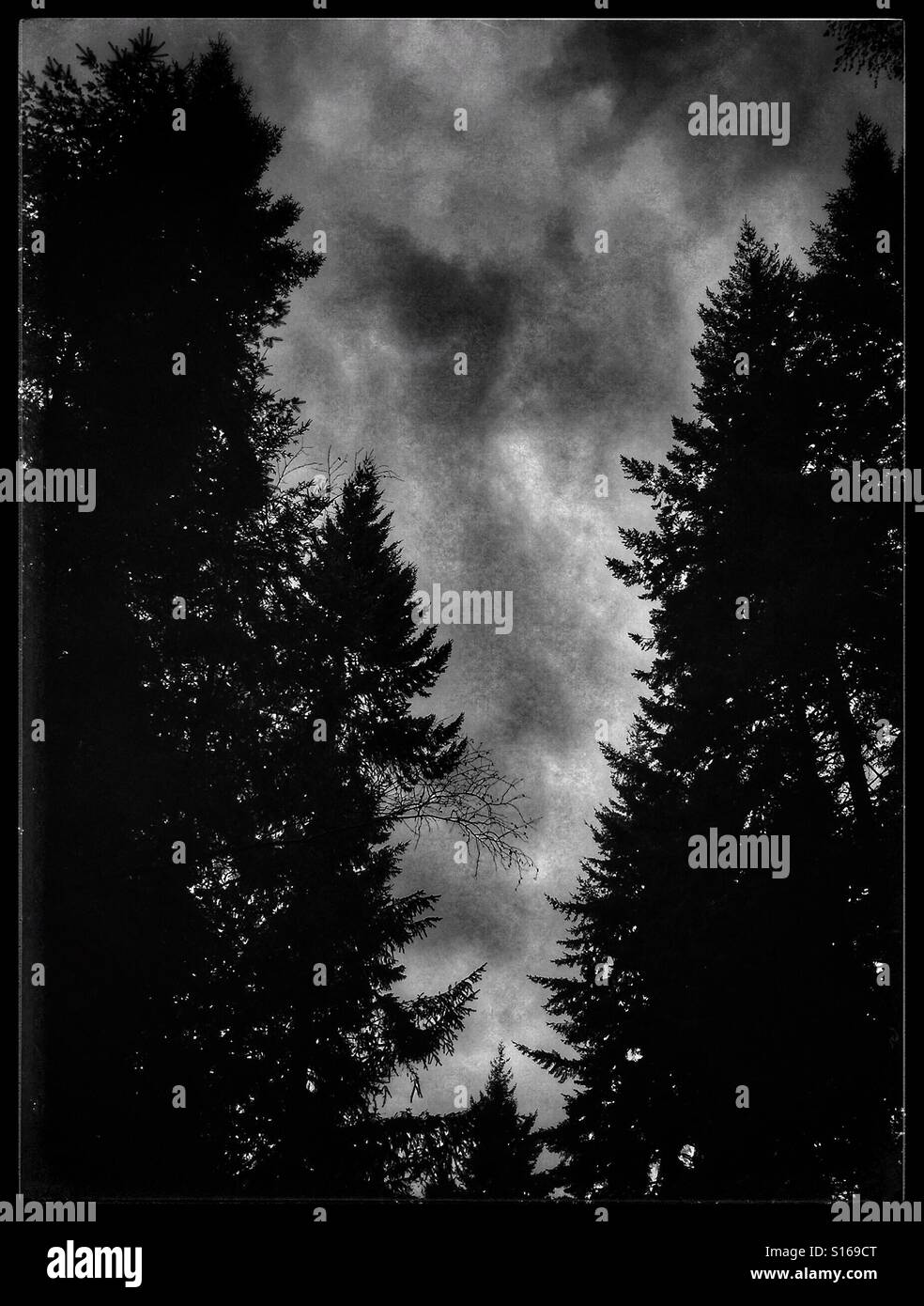 Dark eerie trees High Resolution Stock Photography and Images - Alamy