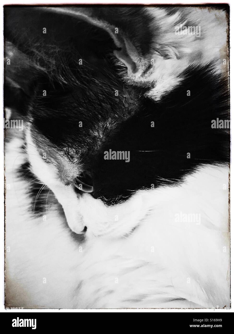 Cat head in black and white Stock Photo - Alamy