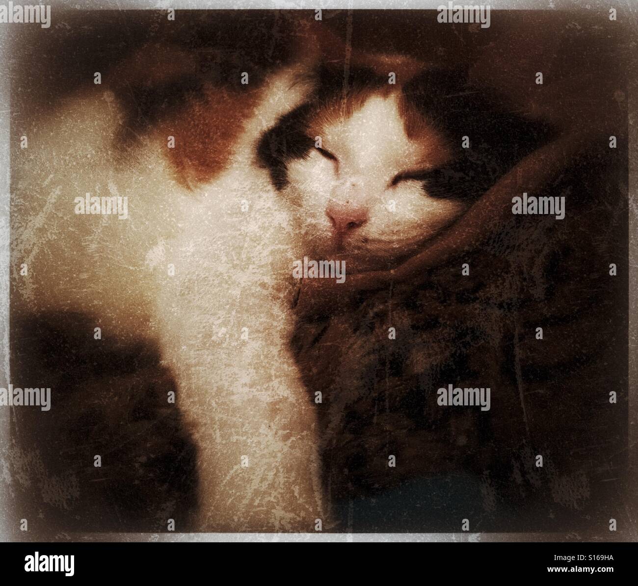 Zonked out cat hi-res stock photography and images - Alamy