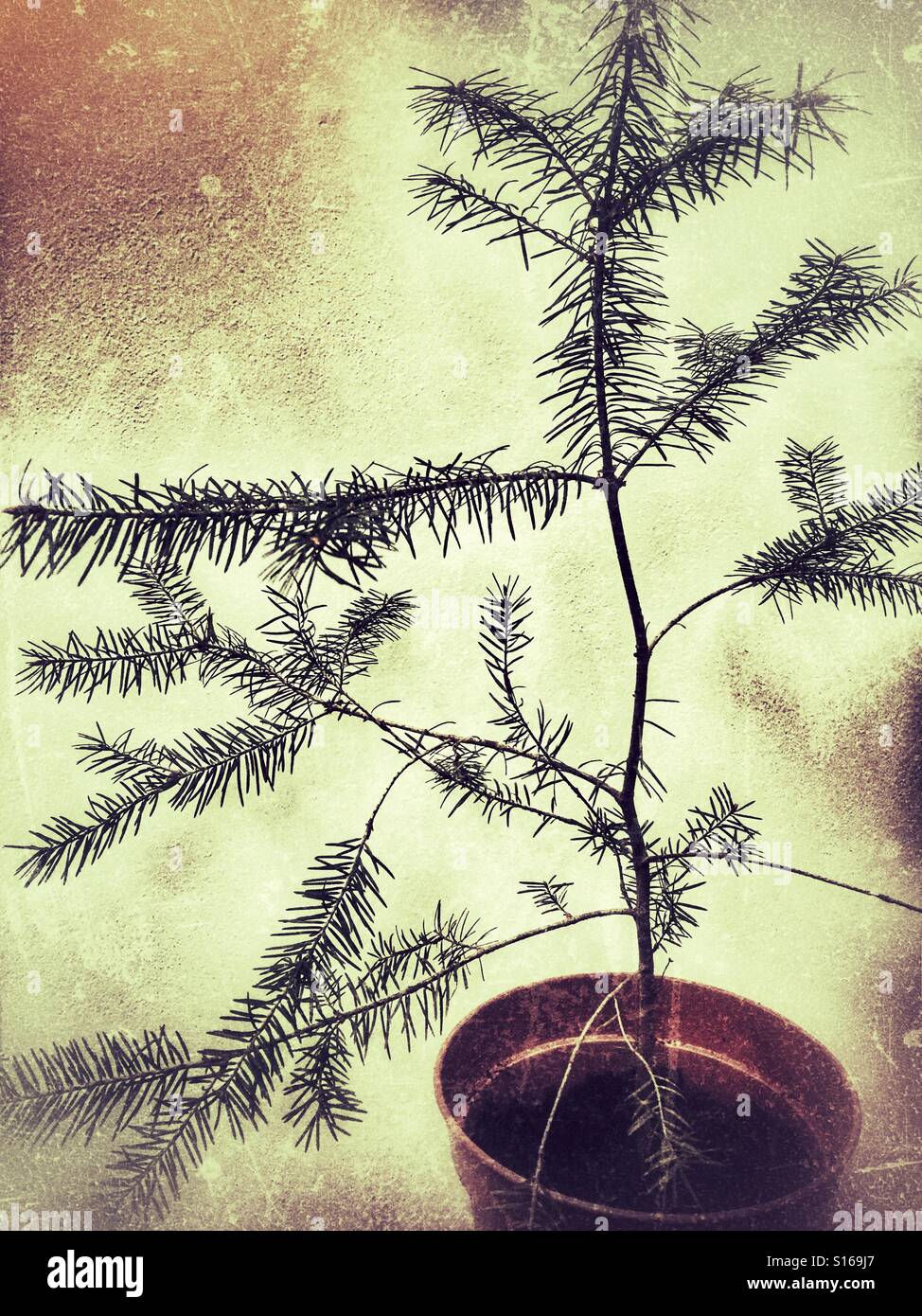 Fir Tree Pot High Resolution Stock Photography and Images - Alamy