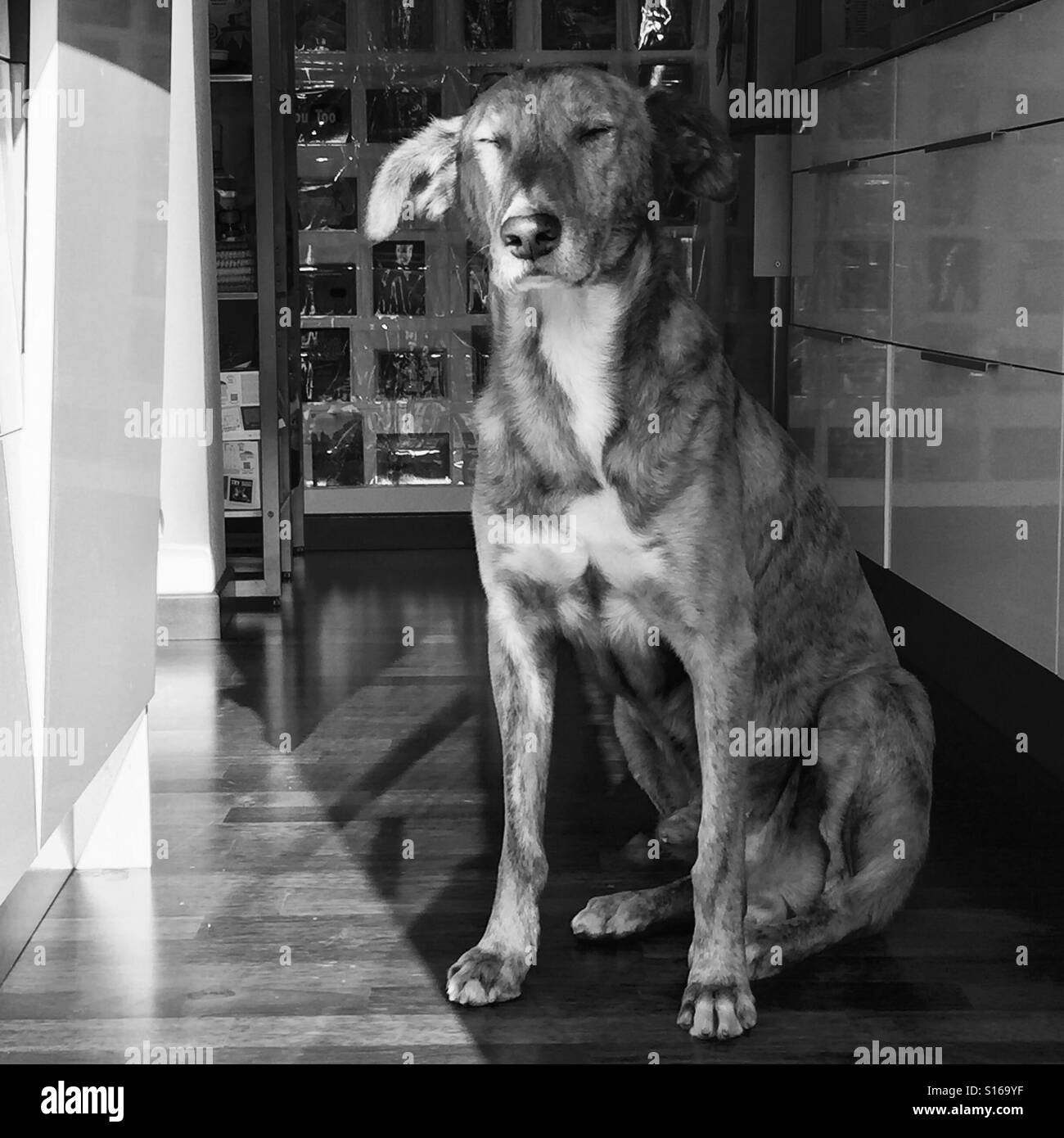 Dog meditating hi-res stock photography and images - Alamy
