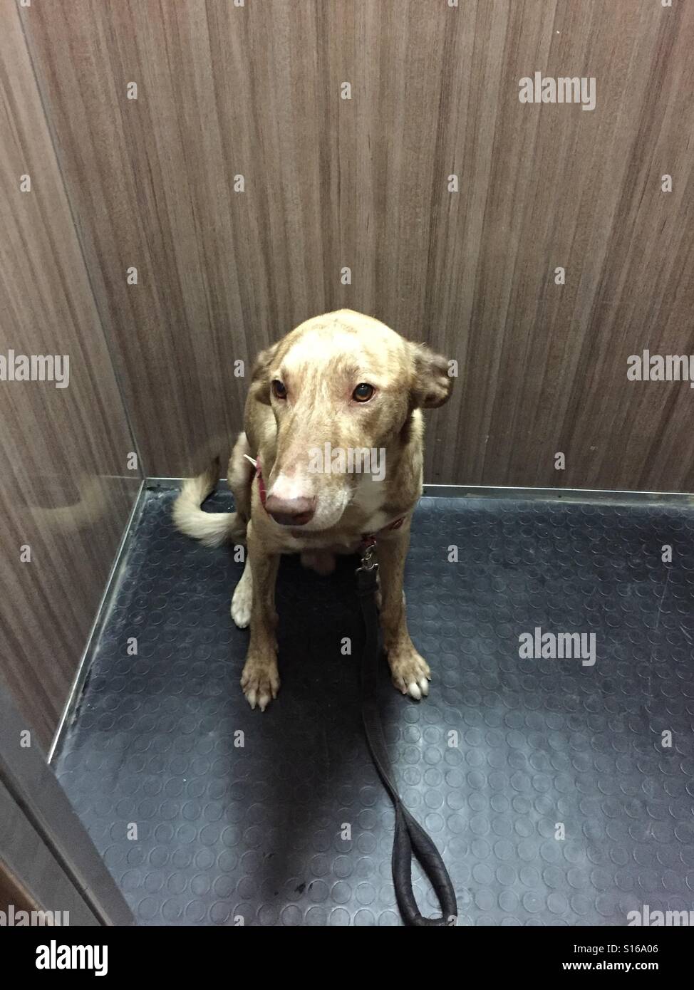 Dog elevator hi-res stock photography and images - Alamy