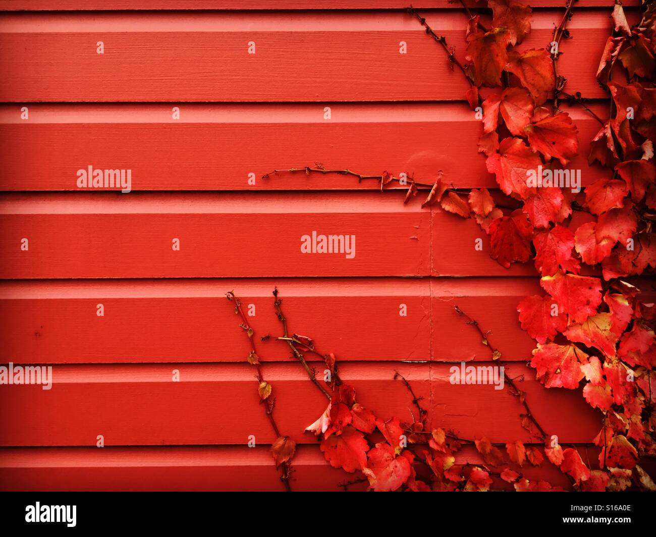 Red creeper hi-res stock photography and images - Alamy