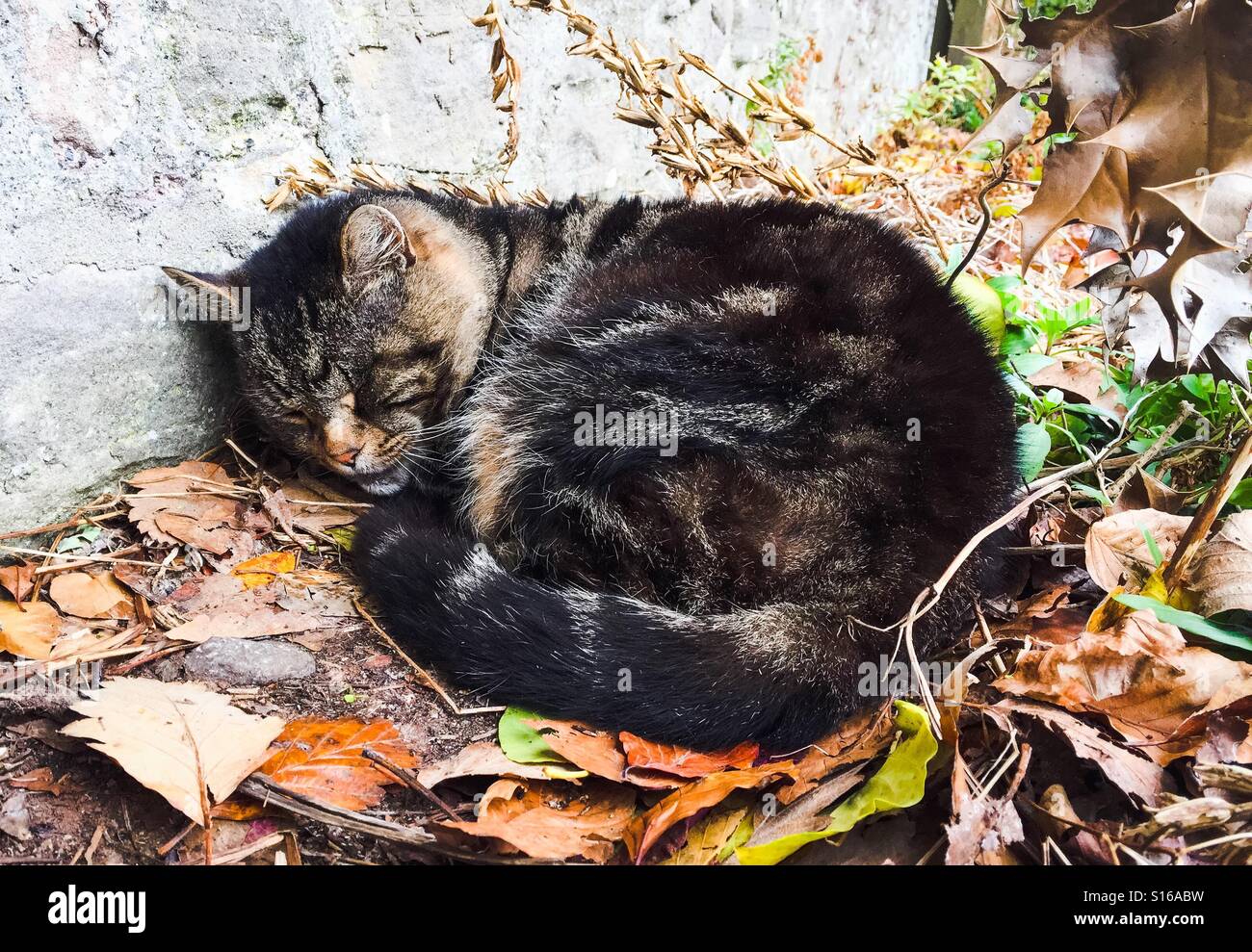 Curled cat hi-res stock photography and images - Alamy