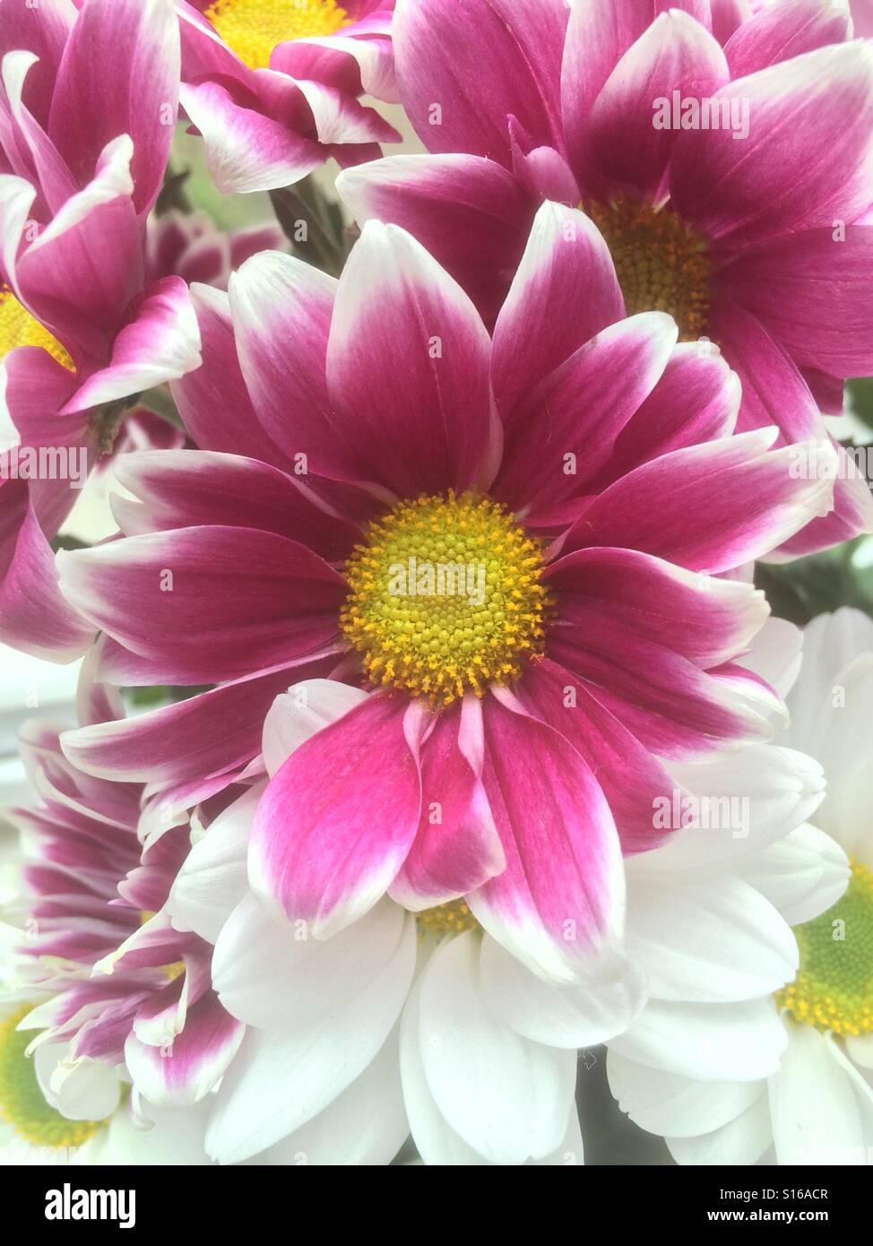 Perfect flowers hi-res stock photography and images - Alamy