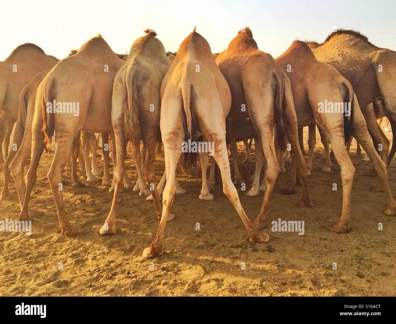 Back view of a group of camels in Abu Dhabi Stock Photo - Alamy