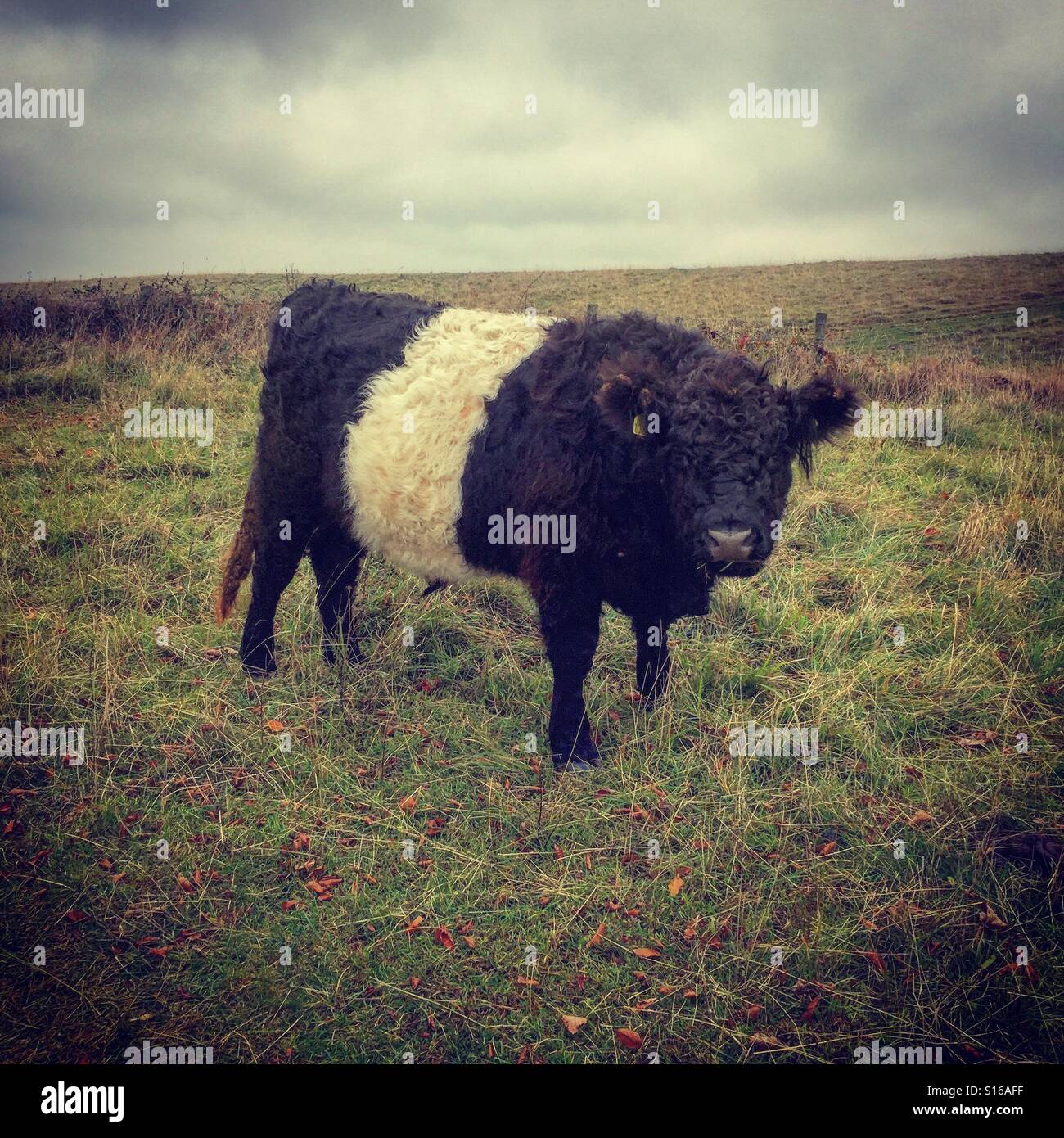Moody cow hi-res stock photography and images - Alamy