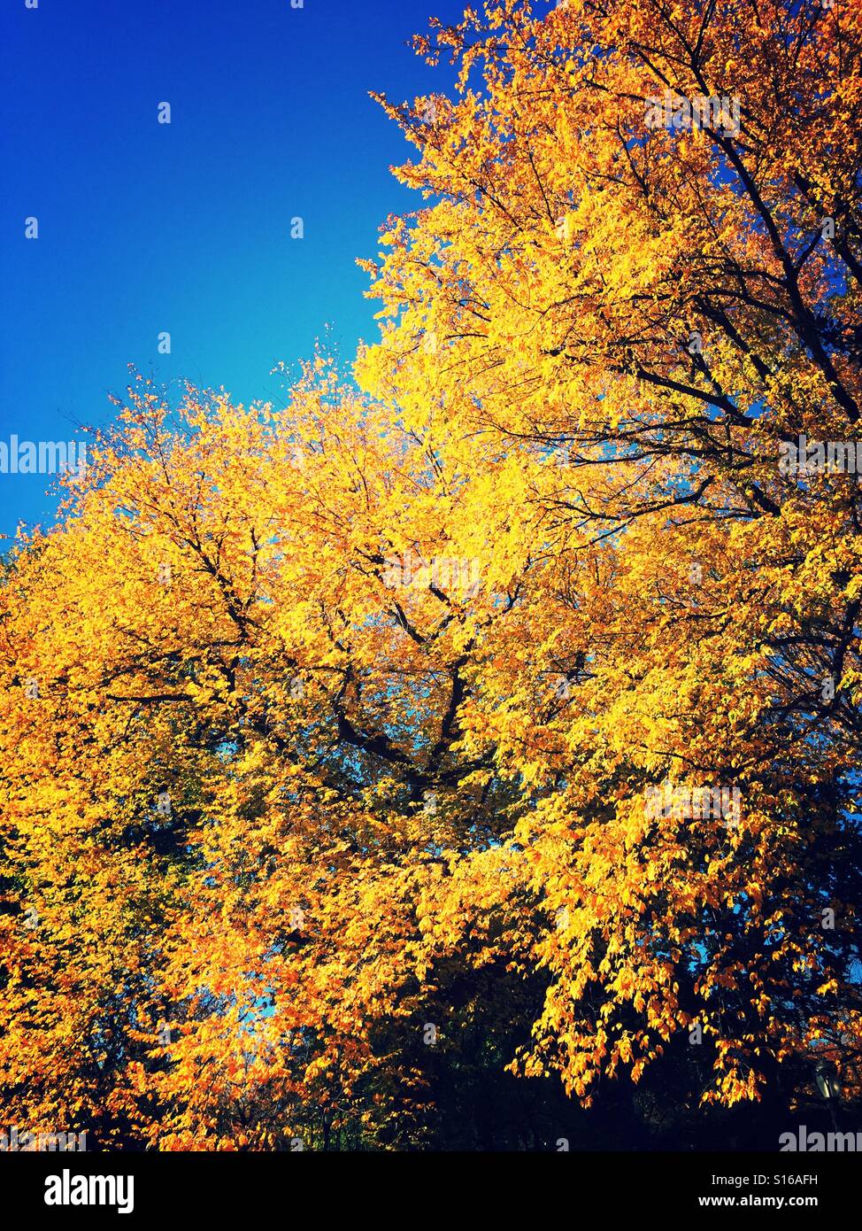 Fall foliage in the northeast presents a riot of golden leaves, USA ...