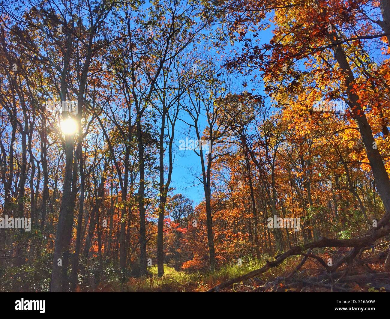 Gambrill state park hi-res stock photography and images - Alamy