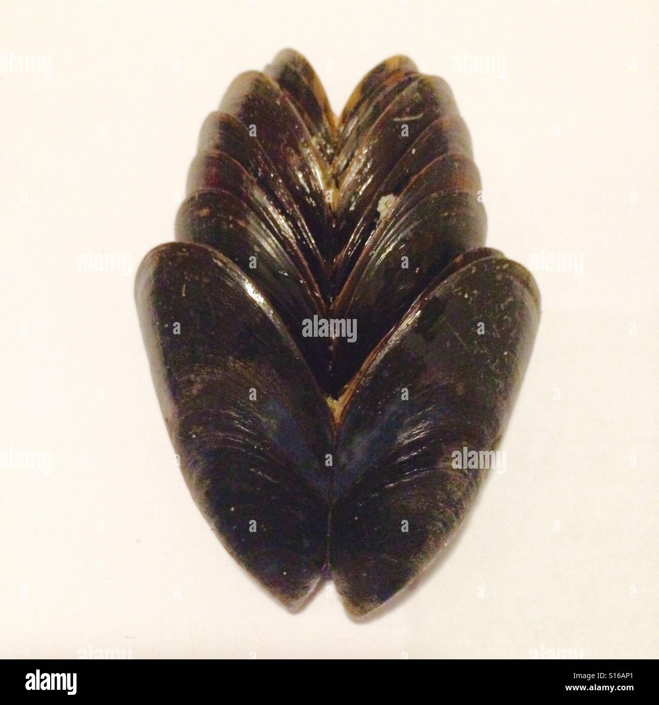 Moule hi-res stock photography and images - Alamy