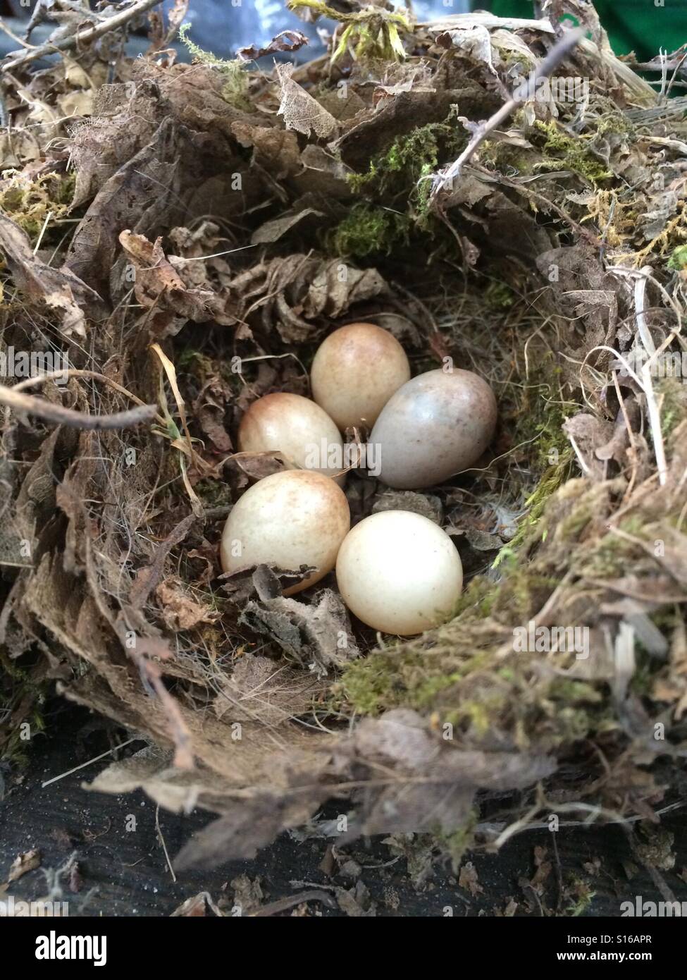 Best with small eggs Stock Photo - Alamy