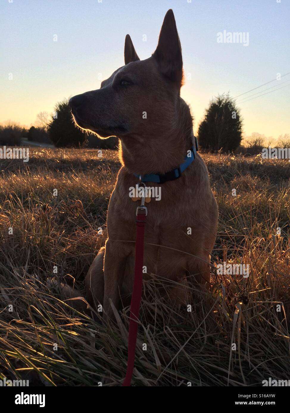 Red heeler hi-res stock photography and images - Alamy