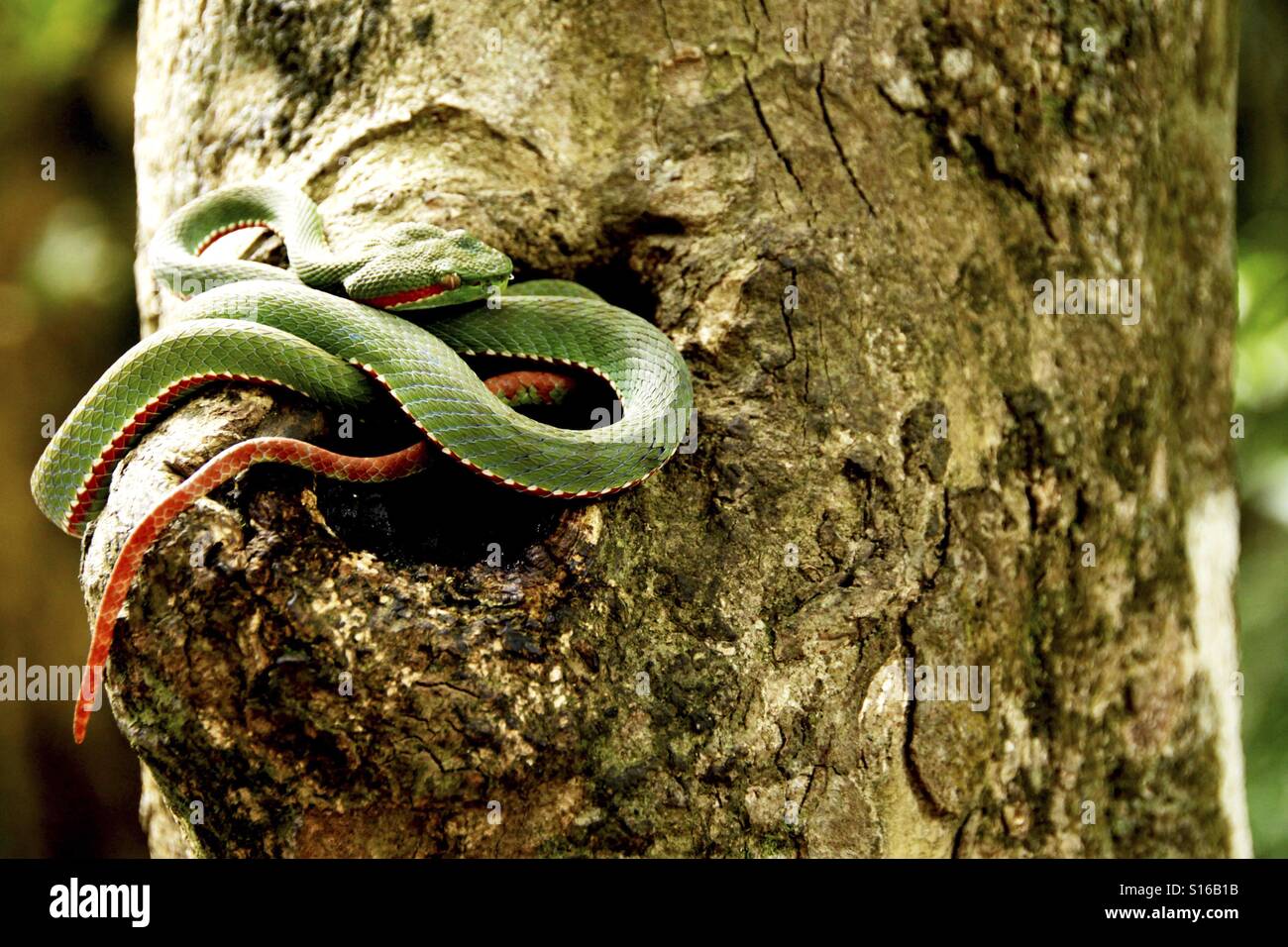Sneaky camouflage hi-res stock photography and images - Alamy