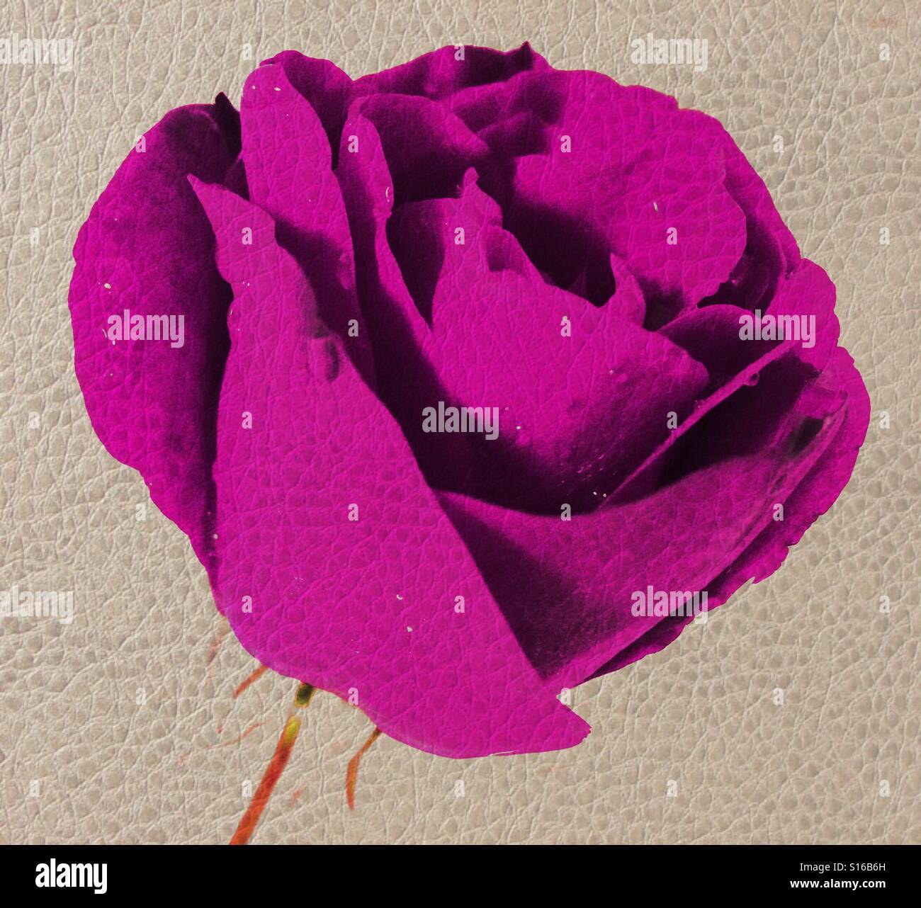 Rose overlay hi-res stock photography and images - Alamy