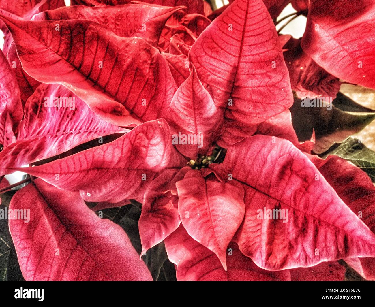 Red bracts hi-res stock photography and images - Alamy