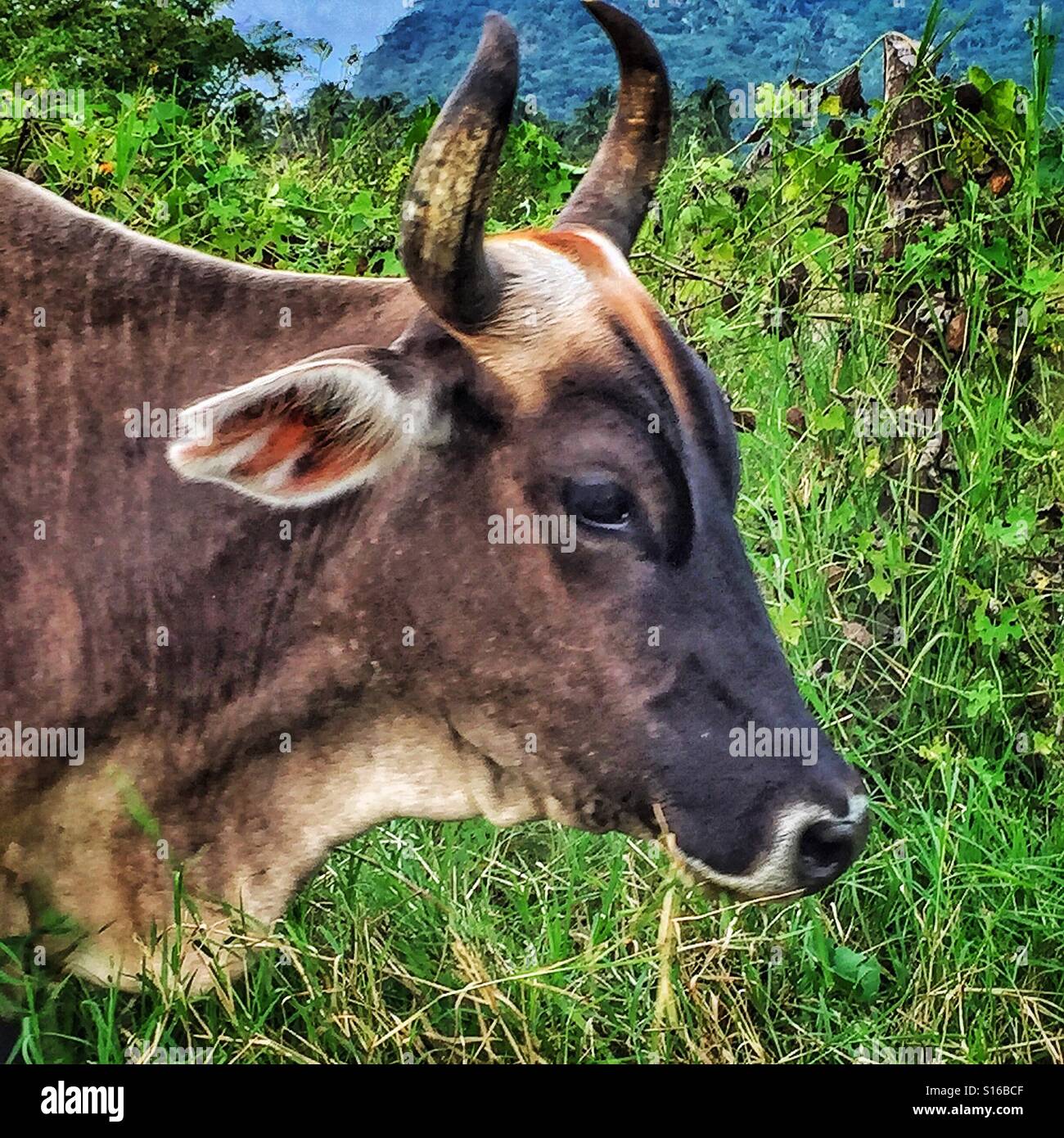 Cow profile hi-res stock photography and images - Alamy
