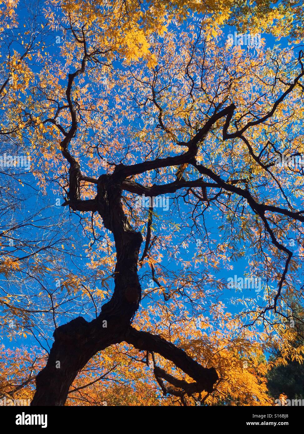 Tree trunk and branches with fall foliage Stock Photo - Alamy