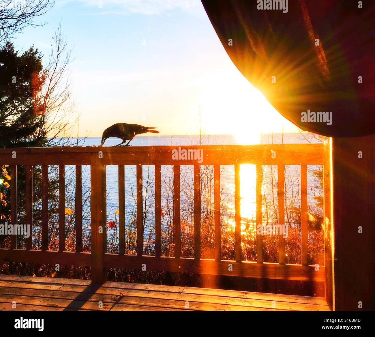 A crow eating food on the deck of a house Stock Photo - Alamy