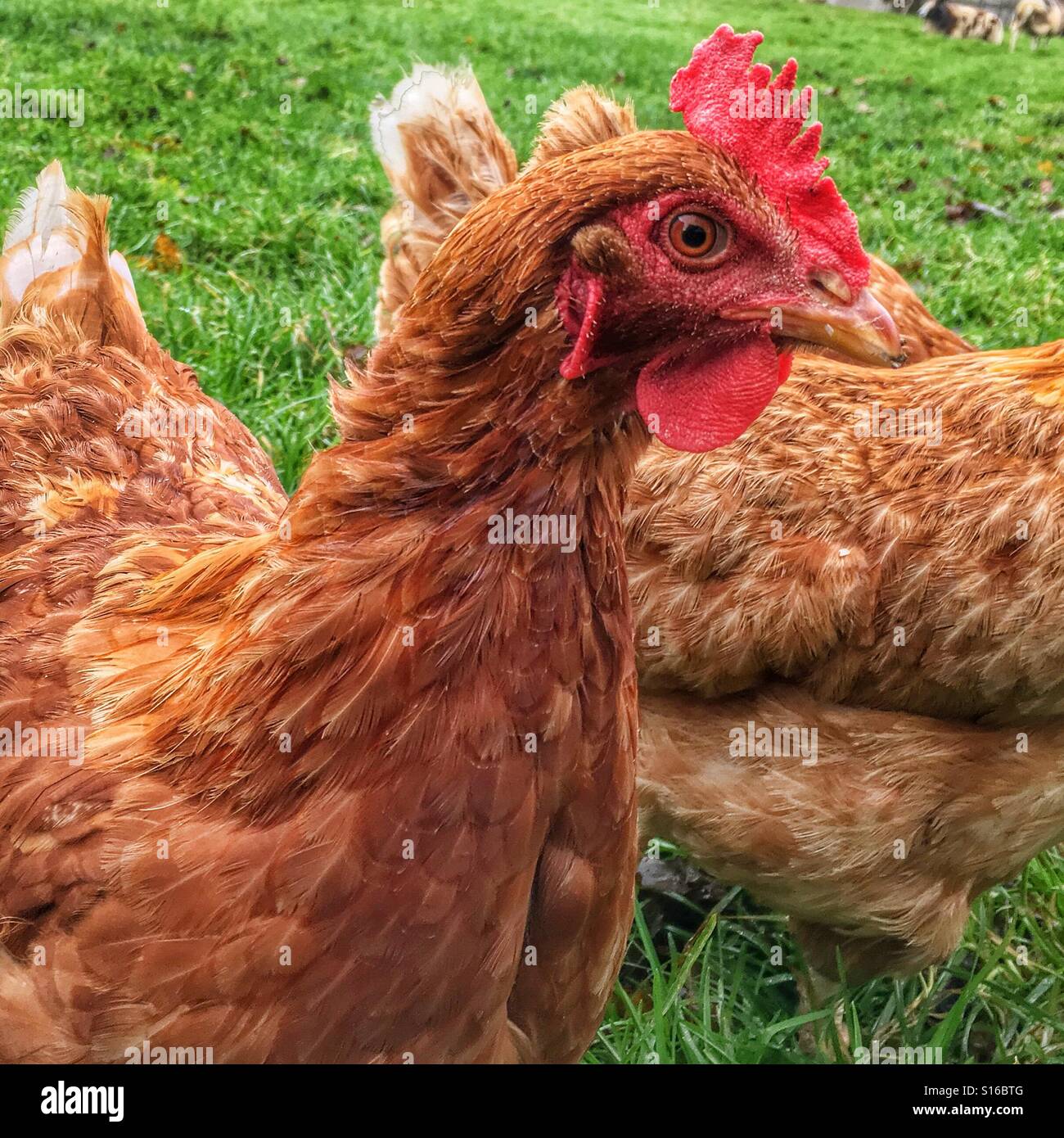 English chicken High Resolution Stock Photography and Images - Alamy