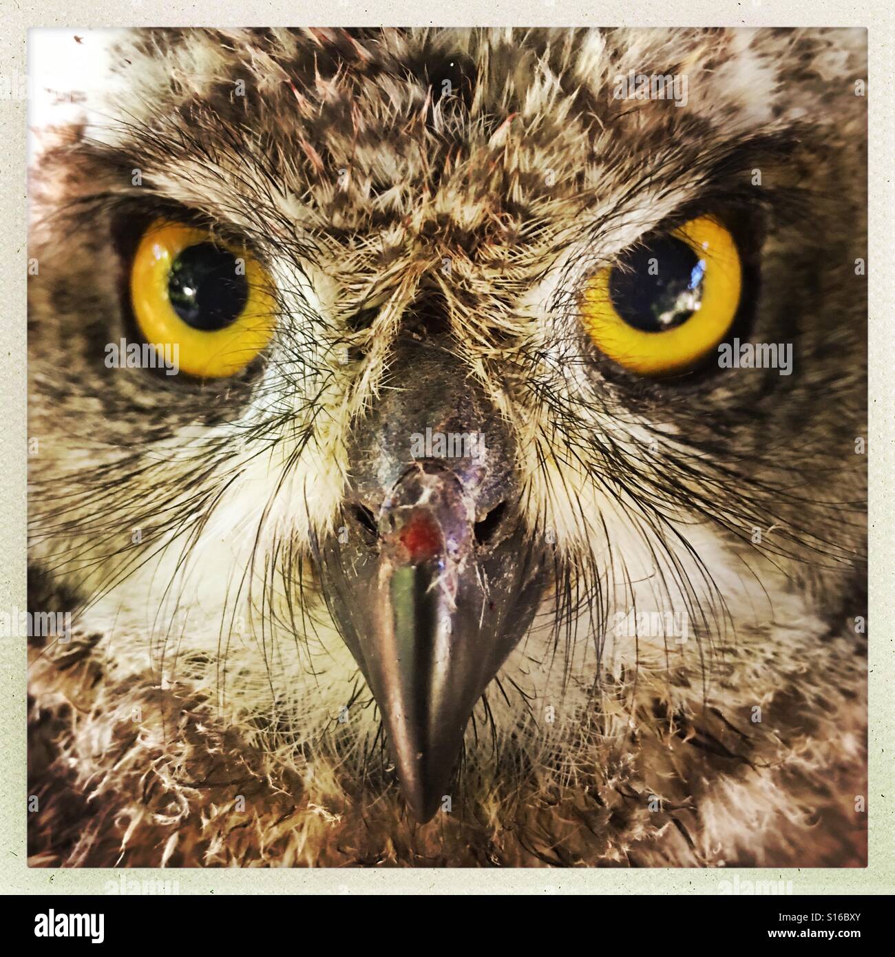 Owl chick hi-res stock photography and images - Alamy