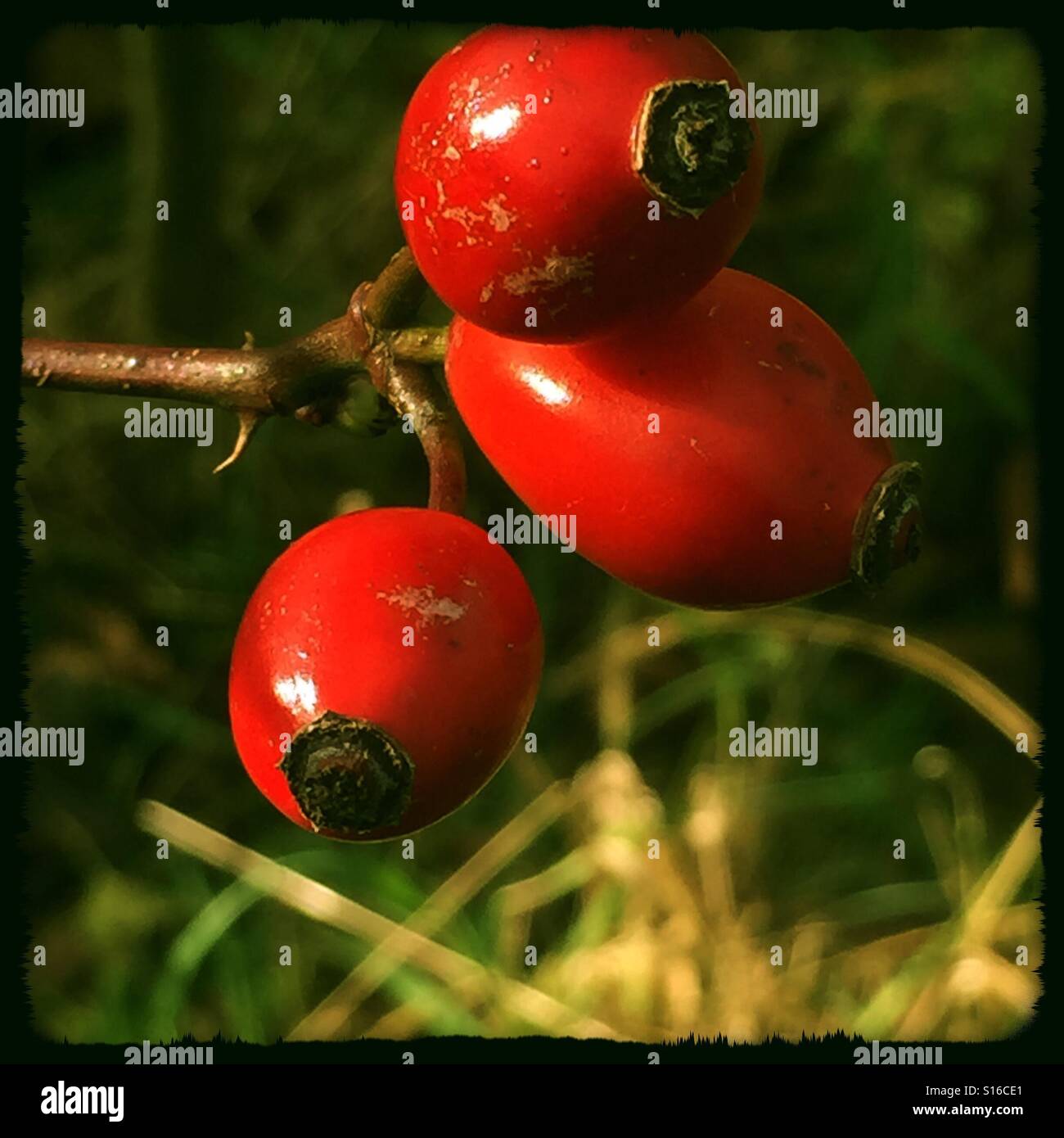 Rose hip teas hi-res stock photography and images - Alamy
