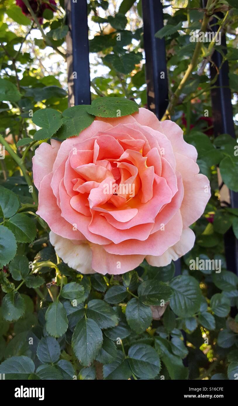 Peach rose hi-res stock photography and images - Alamy