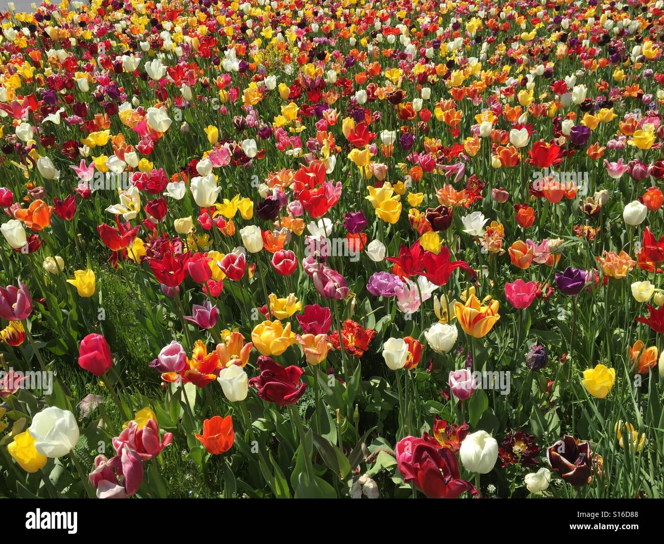 Natures colors hi-res stock photography and images - Alamy