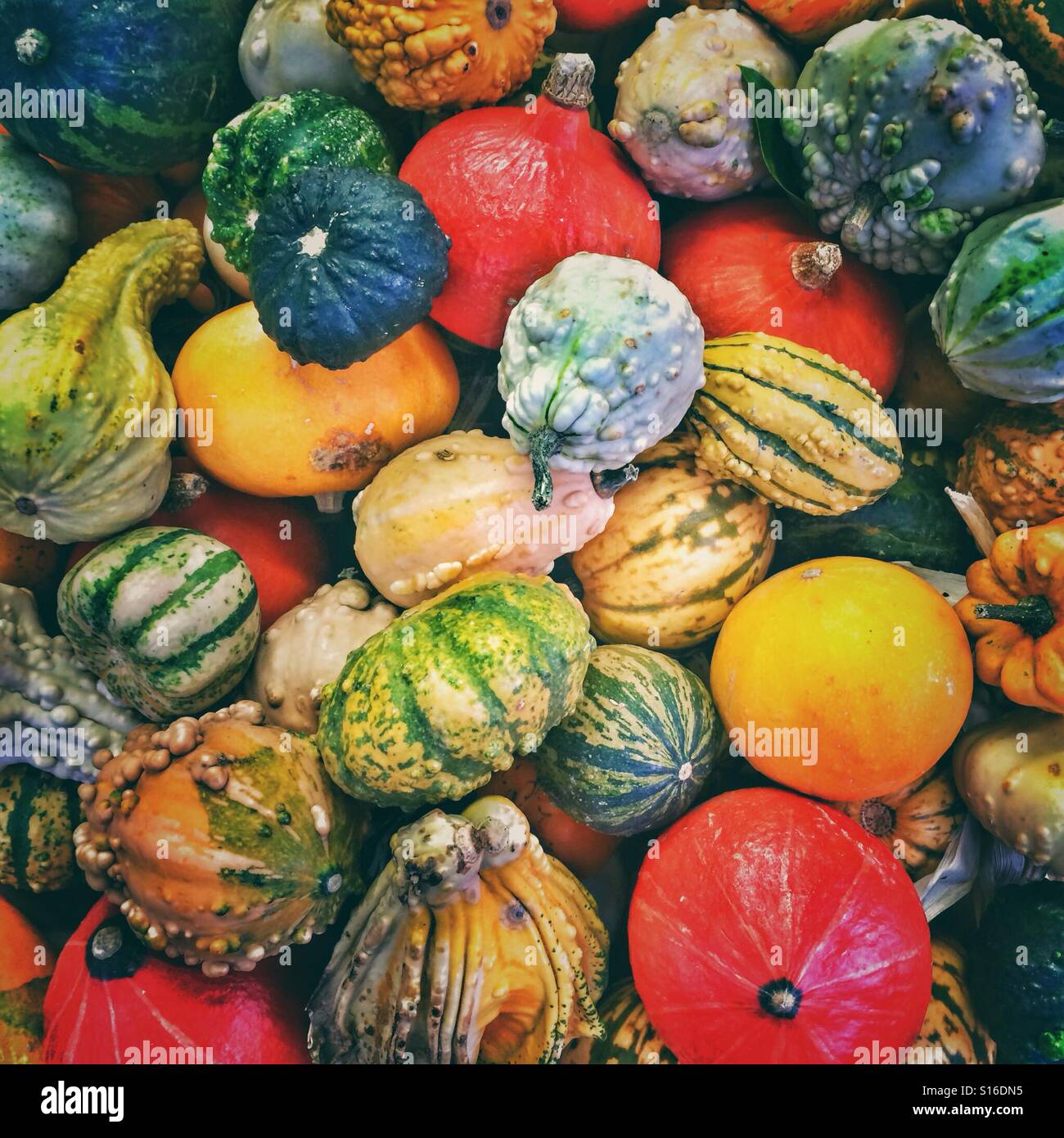 A huge collection of different squashes Stock Photo - Alamy